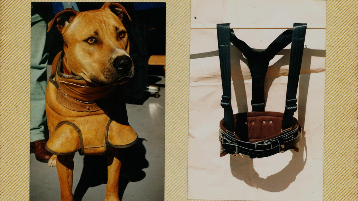 Dog Collars – Buckaroo Belts